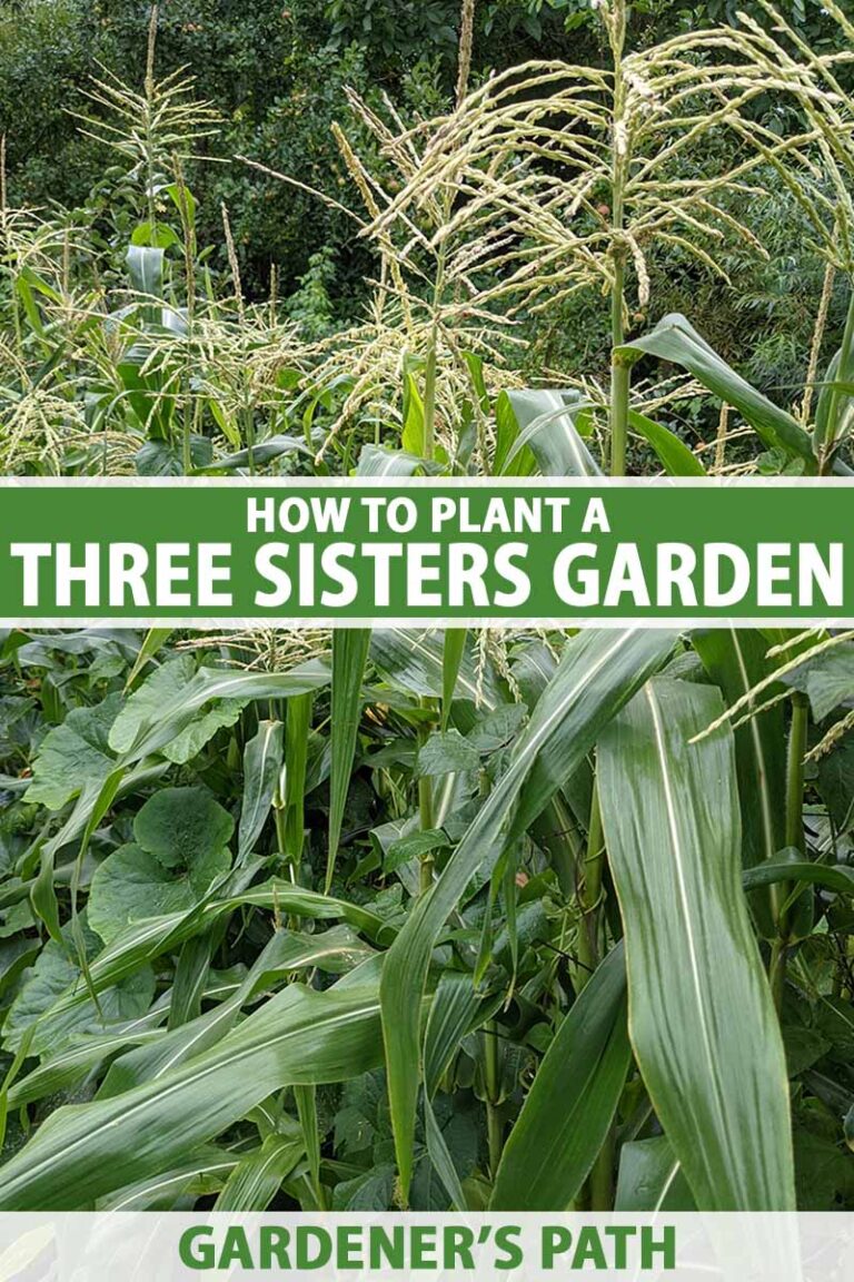 Growing a Three Sisters Garden: Beans, Corn, and Squash