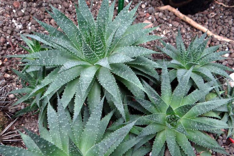 How to Grow and Care for Lace Aloe | Gardener’s Path
