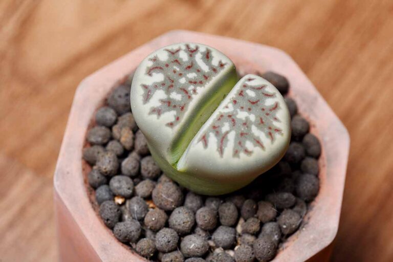 How to Grow and Care for Lithops Living Stone Plants