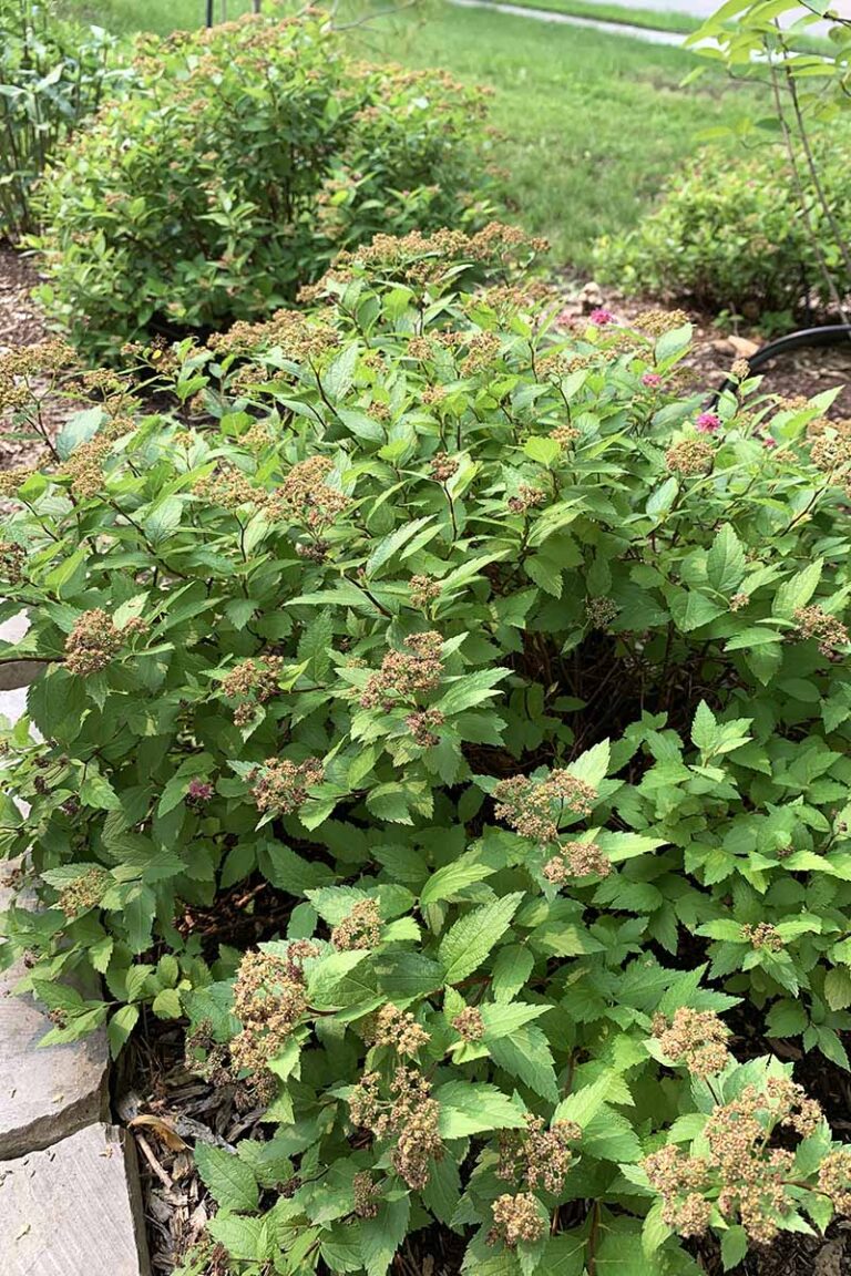 How to Grow Magic Carpet Spirea | Gardener’s Path