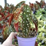 How to Grow Begonias as Houseplants | Gardener’s Path