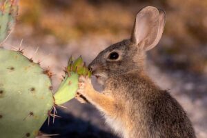 How to Identify and Control 11 Cactus Pests | Gardener’s Path