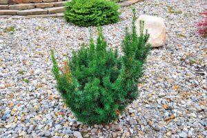 How to Grow and Care for Hicks Yews | Gardener’s Path