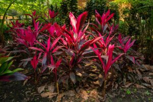 How to Grow and Care for Hawaiian Ti Plants | Gardener’s Path