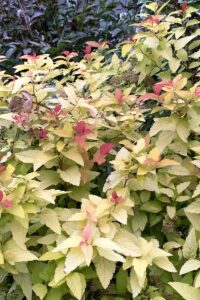 How to Grow and Care for Japanese Spirea | Gardener’s Path