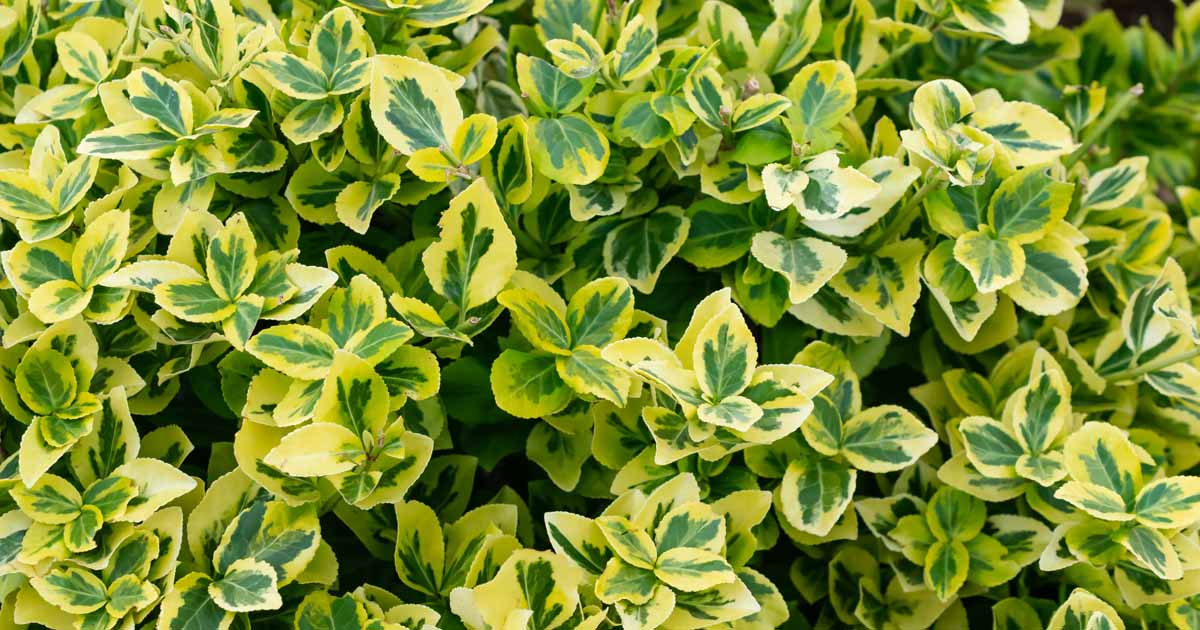 Euonymus Shrub Growing Guides, Tips, and Information
