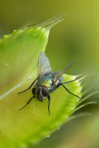 How to Encourage a Venus Flytrap to Close | Gardener's Path