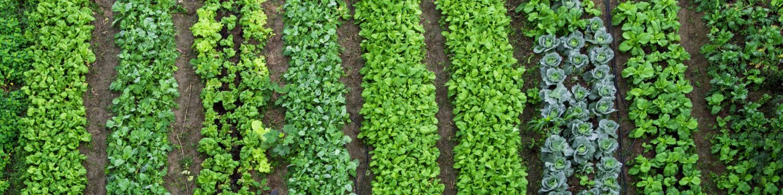 Vegetable Garden Growing Tips and Information | Gardener's Path