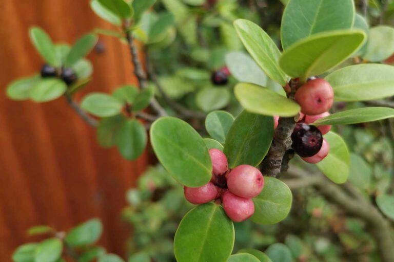 How to Grow and Care for Ginseng Ficus | Gardener’s Path