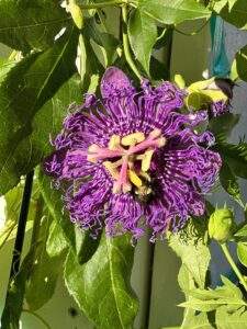 How to Overwinter Passionflower Vines Inside or Outdoors