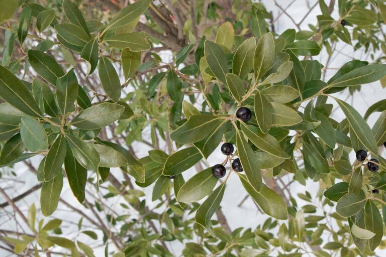 How to Grow and Care for Holly | Gardener’s Path