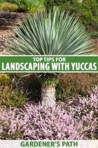 Tips for Landscaping with Yucca Plants | Gardener’s Path