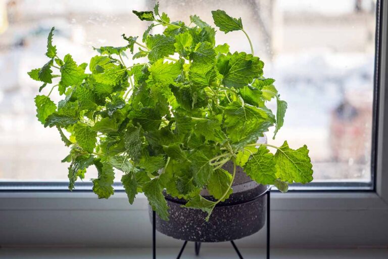 Tips For Growing Lemon Balm Indoors | Gardener’s Path