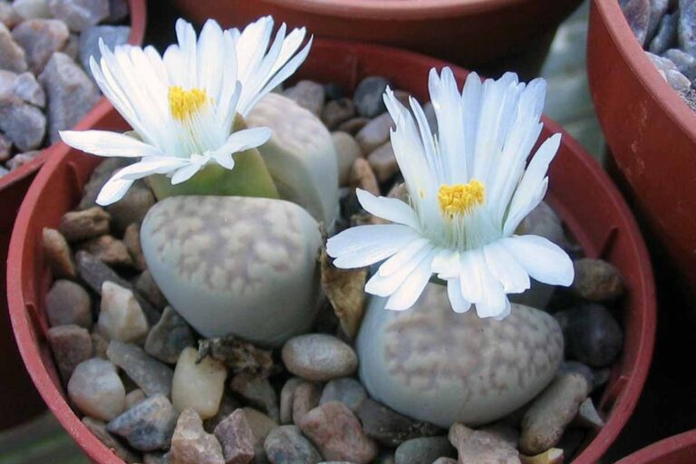 37 Types of Lithops Succulents | Gardener’s Path
