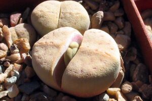 37 Types of Lithops Succulents | Gardener’s Path
