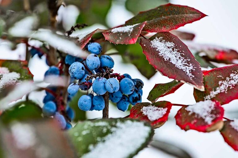 Gardening for Wildlife: 21 of the Best Trees and Shrubs