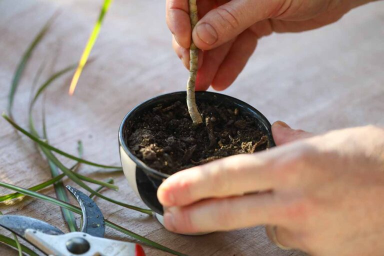 How to Propagate Houseplants from Stem and Leaf Cuttings