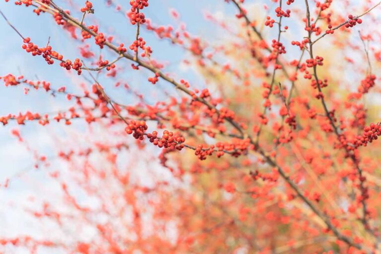 Gardening for Wildlife: 21 of the Best Trees and Shrubs