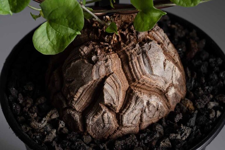 How to Grow and Care for Tortoise Plants | Gardener’s Path