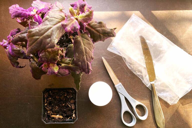 How to Grow and Care for Purple Passion Plants | Gardener’s Path