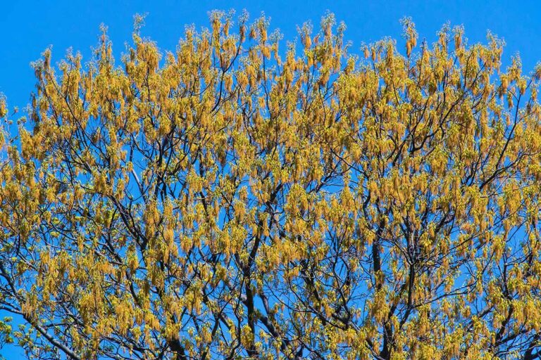 How to Grow and Care for Red Oak Trees (Quercus rubra)