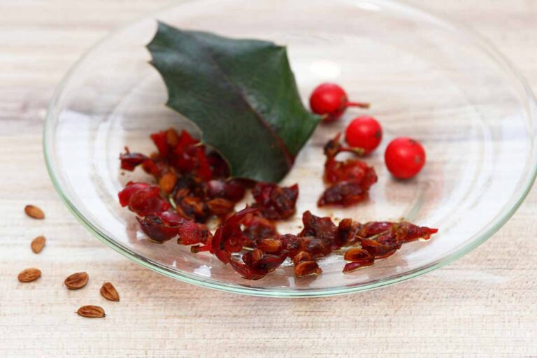 How to Grow and Care for Holly | Gardener’s Path