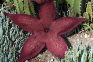 How to Grow Starfish Flower Cactus (Stapelia grandiflora)