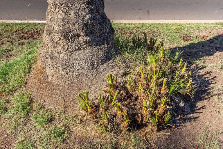 Fan Palms 101: How to Grow and Care for Fan Palms