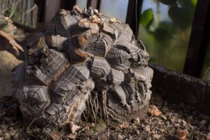 How to Grow and Care for Tortoise Plants | Gardener’s Path