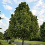 How to Grow and Care for Linden Trees | Gardener’s Path
