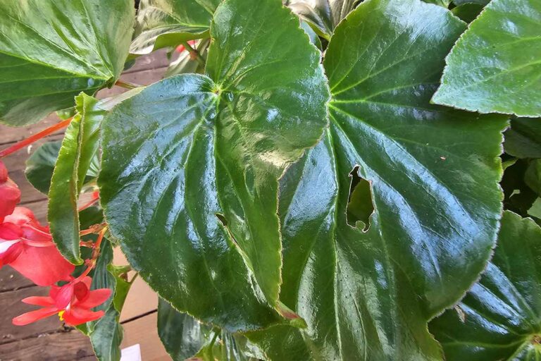 How to Grow and Care for Angel-Wing Begonias | Gardener’s Path