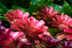 How to Care for Bromeliads After Blooming | Gardener’s Path