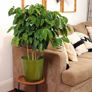 21 of the Best Houseplants for Bright Light | Gardener’s Path