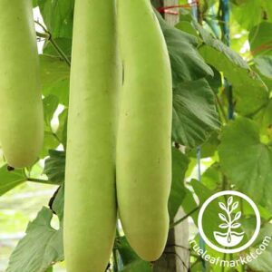 How to Grow Italian Cucuzza Squash| Gardener’s Path