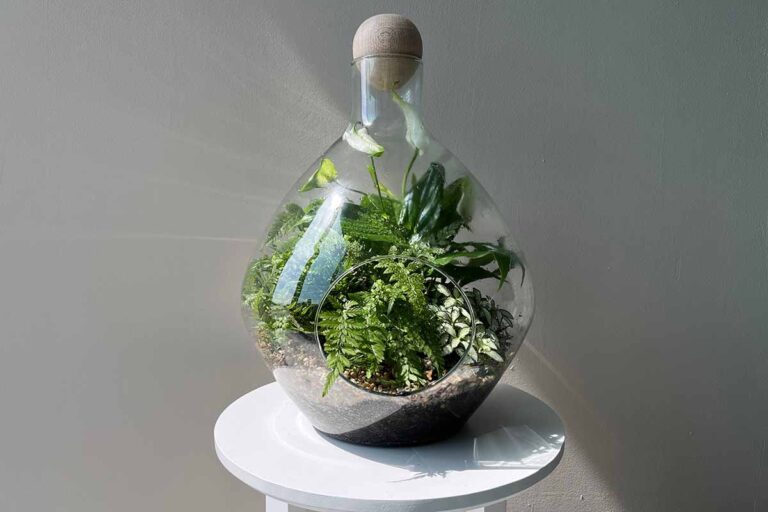 How to Grow and Care for Ferns Indoors | Gardener’s Path
