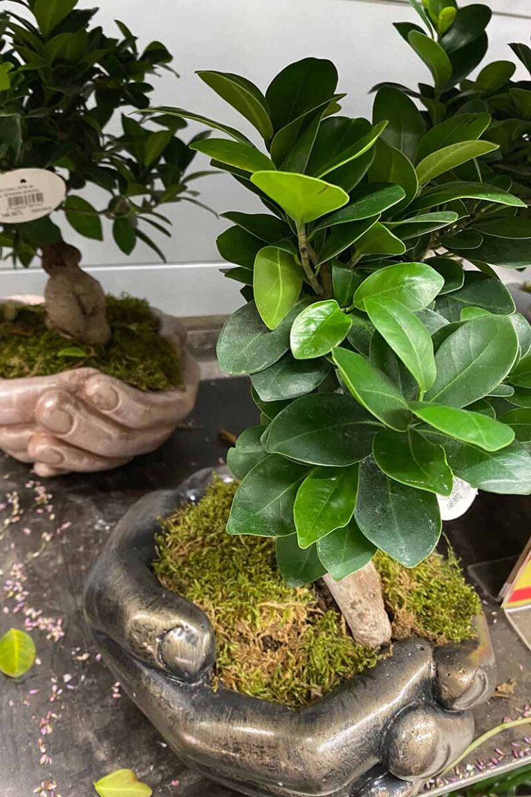 How to Grow a Ginseng Ficus Bonsai | Gardener’s Path