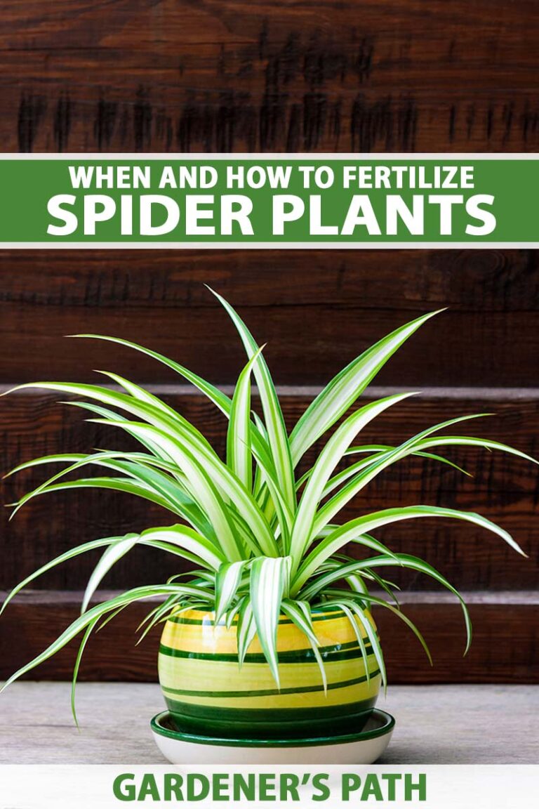 When and How to Fertilize Spider Plants | Gardener’s Path