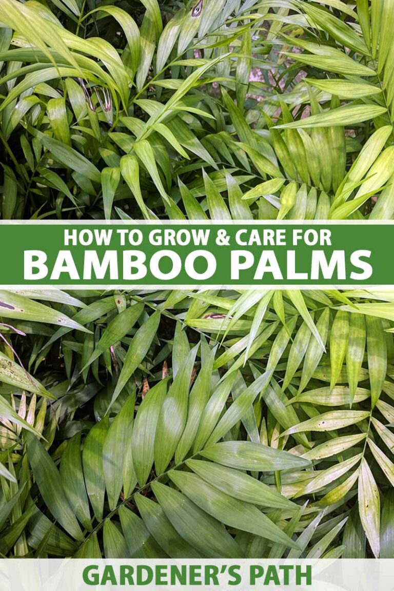 How to Grow and Care for Bamboo Palms | Gardener’s Path