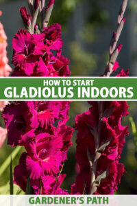 How to Start Gladiolus Indoors for Early Flowering