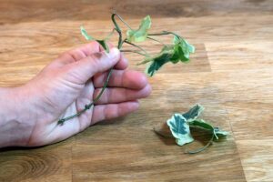 How to Propagate Ivy from Cuttings | Gardener’s Path