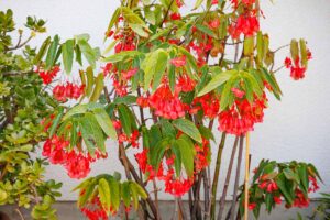 How to Grow and Care for Angel-Wing Begonias | Gardener’s Path