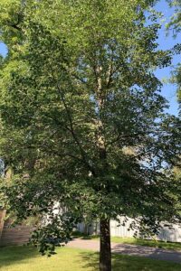 How to Grow and Care for Linden Trees | Gardener’s Path