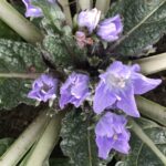How to Grow Mandrake | Gardener’s Path