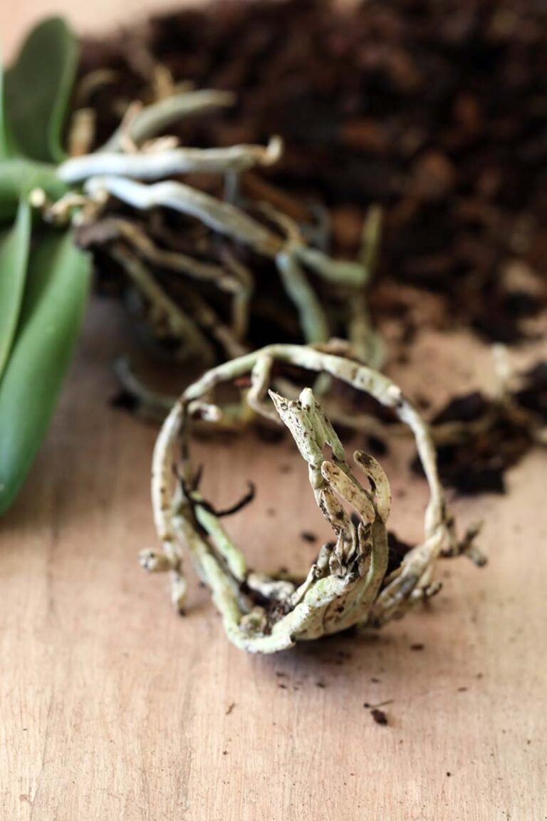 When and How to Repot Orchids | Gardener’s Path