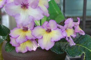 How to Grow Cape Primrose (Streptocarpus) | Gardener’s Path