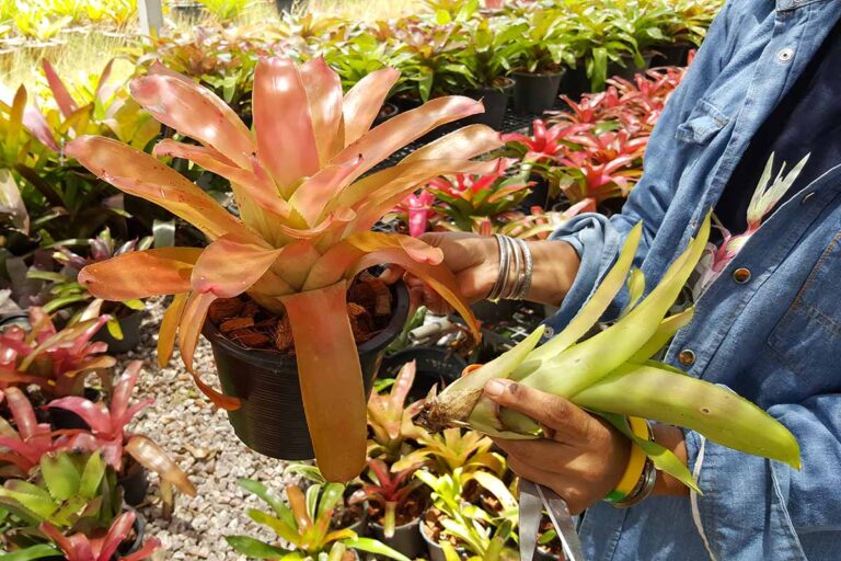 How to Care for Bromeliads After Blooming | Gardener’s Path