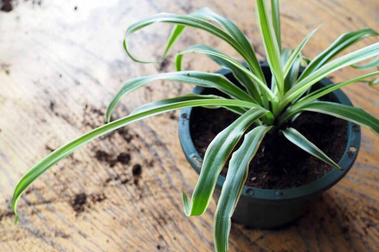 How to Repot Spider Plants in 5 Easy Steps | Gardener’s Path