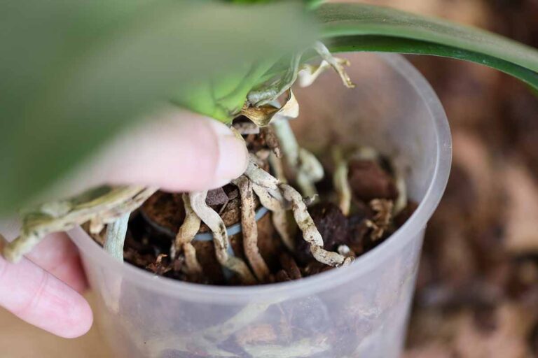 When and How to Repot Orchids | Gardener’s Path