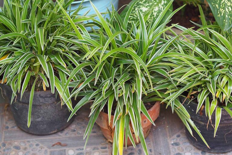 When and How to Fertilize Spider Plants | Gardener’s Path