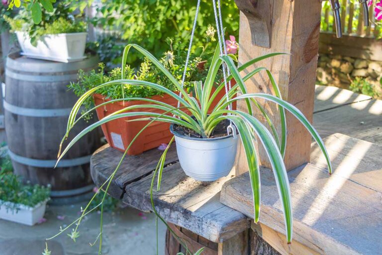 When and How to Fertilize Spider Plants | Gardener’s Path